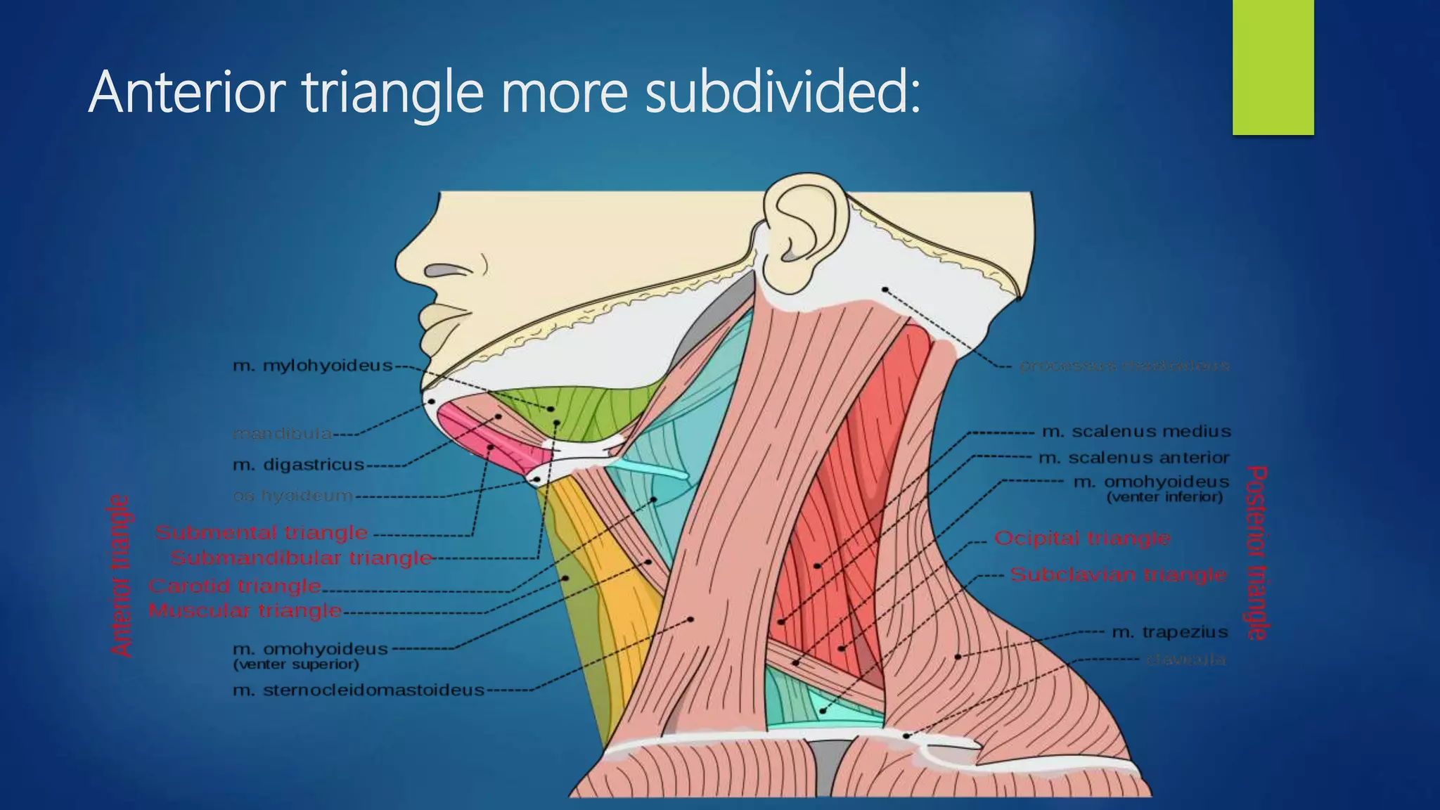 An approach to the neck mass | PPTX