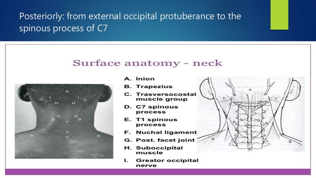 An approach to the neck mass
