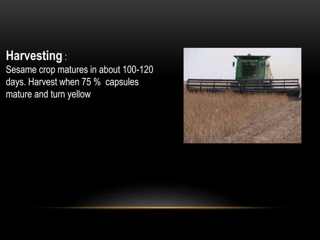 production technology of Sesame | PPTX