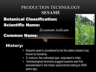 production technology of Sesame | PPTX