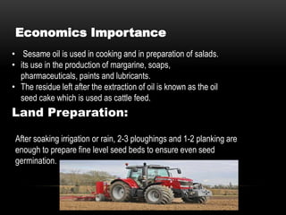 production technology of Sesame | PPTX