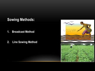 production technology of Sesame | PPTX