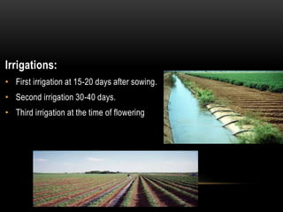 production technology of Sesame | PPTX