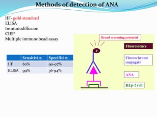 anti nuclear antibody | PPTX