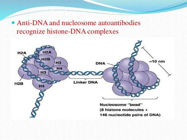 anti nuclear antibody