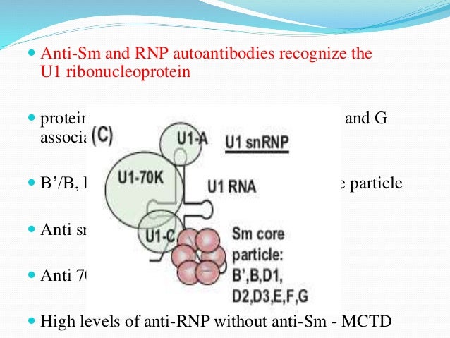 anti nuclear antibody