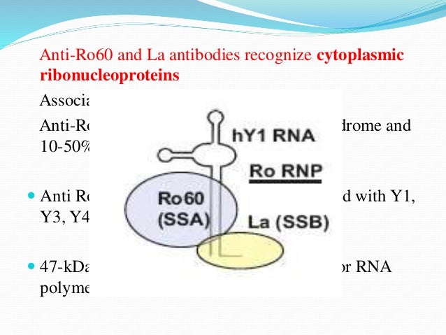anti nuclear antibody