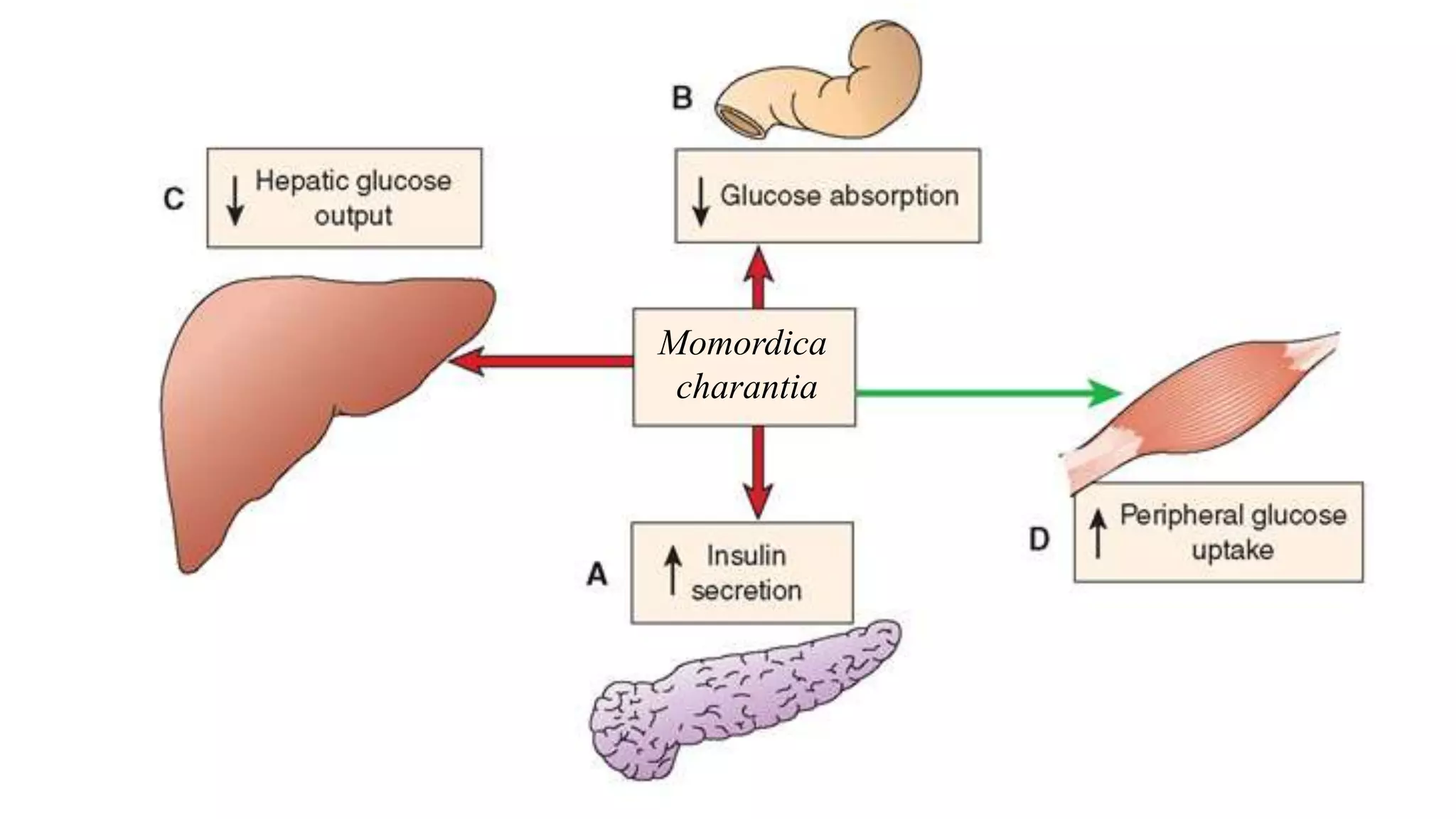Momordica charantia - Bitter melon/gourd and Its Effects on Diabetes ...