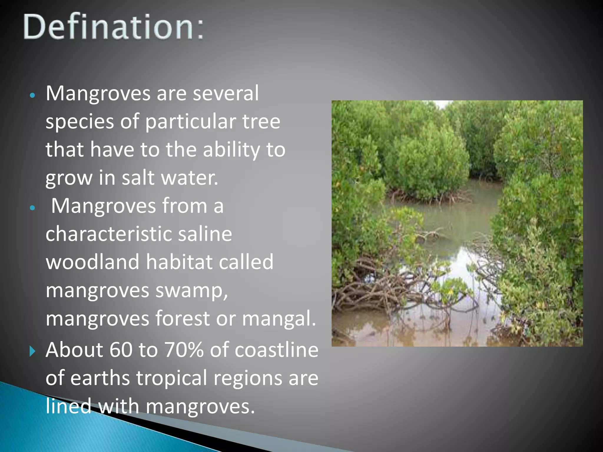 mangroves | PPT