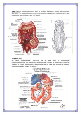 Anastomosis porto cava | PDF