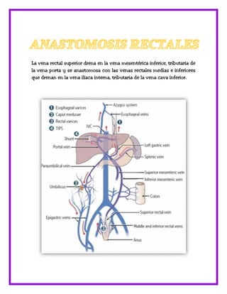 Anastomosis Porto-Cava | PDF