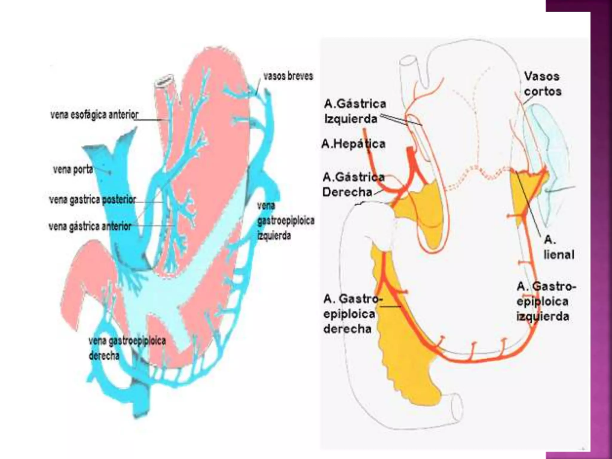 ANASTOMOSIS PORTO CAVA