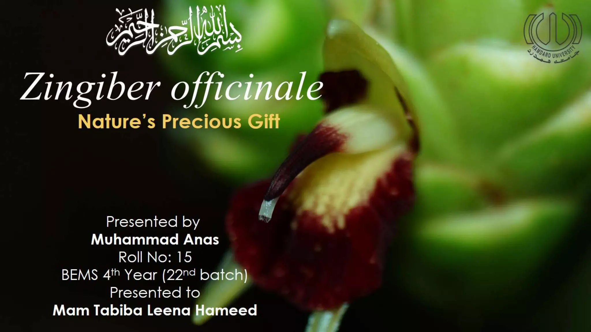 Zingiber officinale - Ginger and Its Effects on Inflammation, Arthritis ...