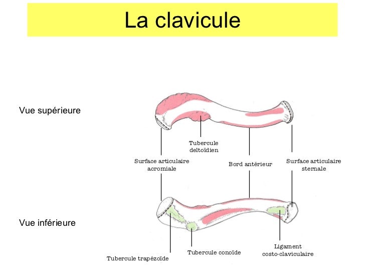 Anatomie 09
