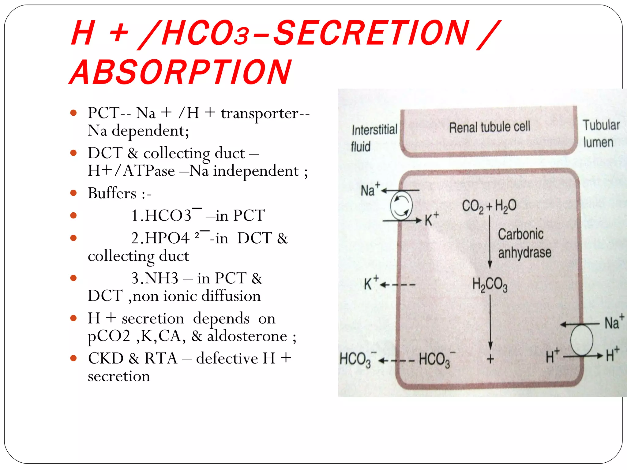 CME: Kidney - Anatomy & Physiology | PPT