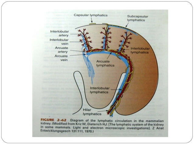 CME: Kidney - Anatomy & Physiology | PPT