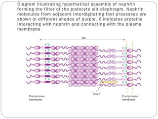 CME: Kidney - Anatomy & Physiology | PPT