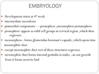 CME: Kidney - Anatomy & Physiology | PPT