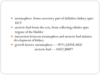 CME: Kidney - Anatomy & Physiology | PPT