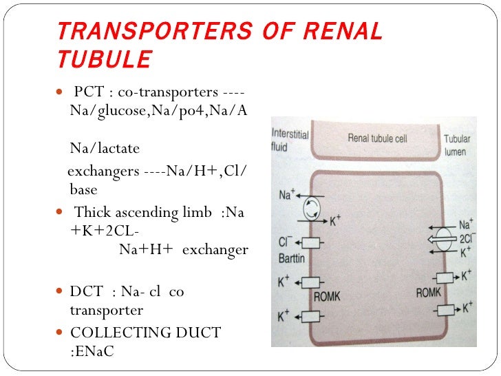 CME: Kidney - Anatomy & Physiology