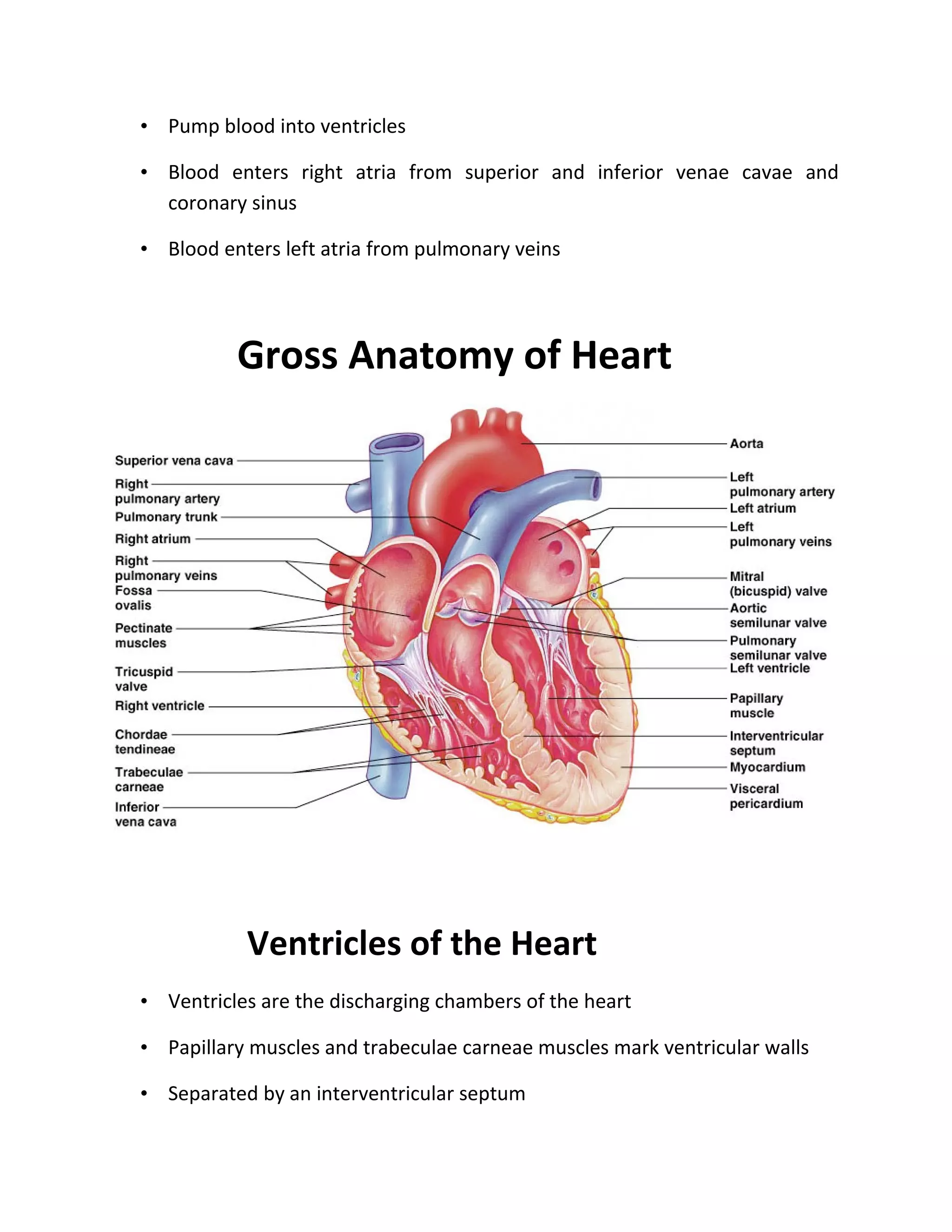 Anatomy of the heart | DOC