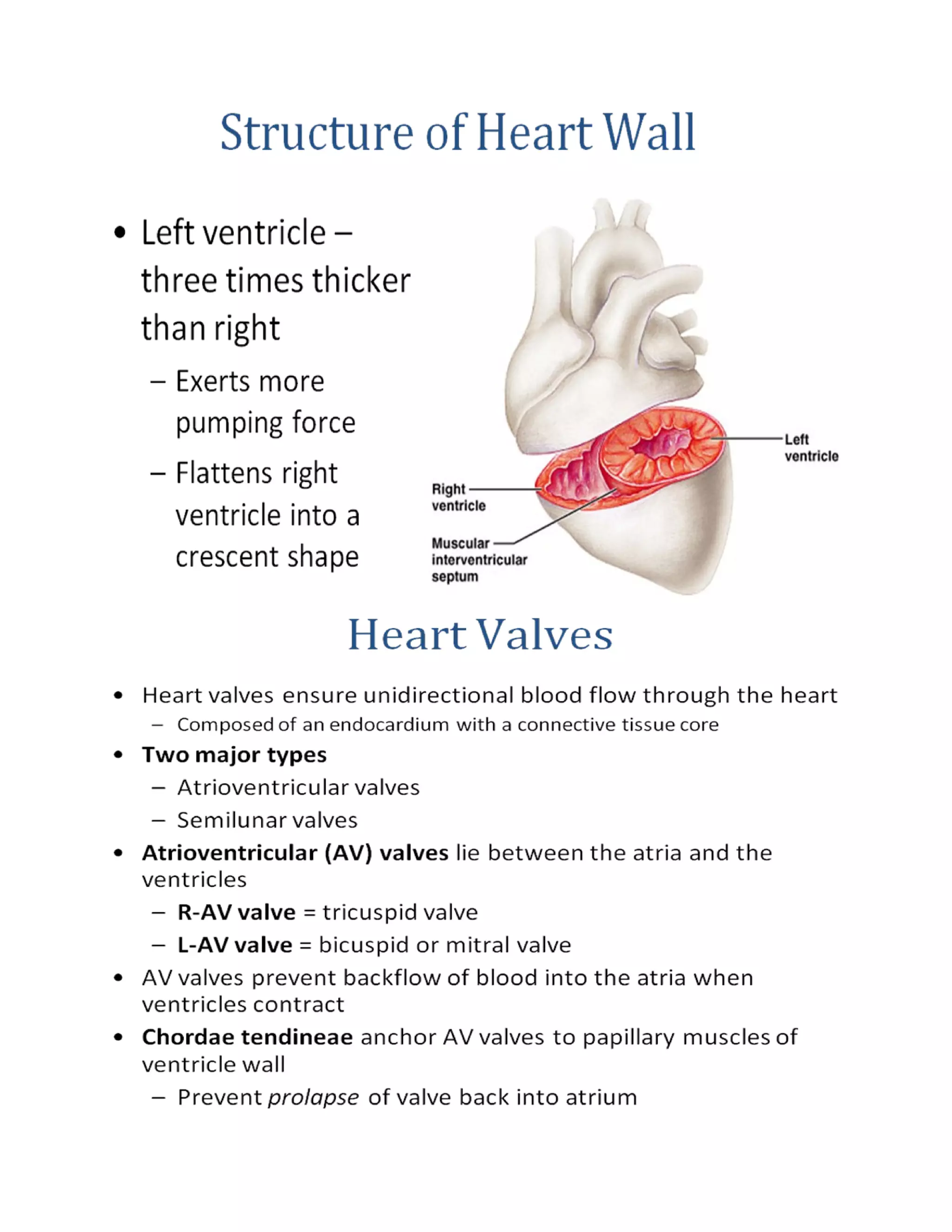 Anatomy of the heart | DOC
