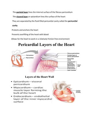 Anatomy of the heart | DOC