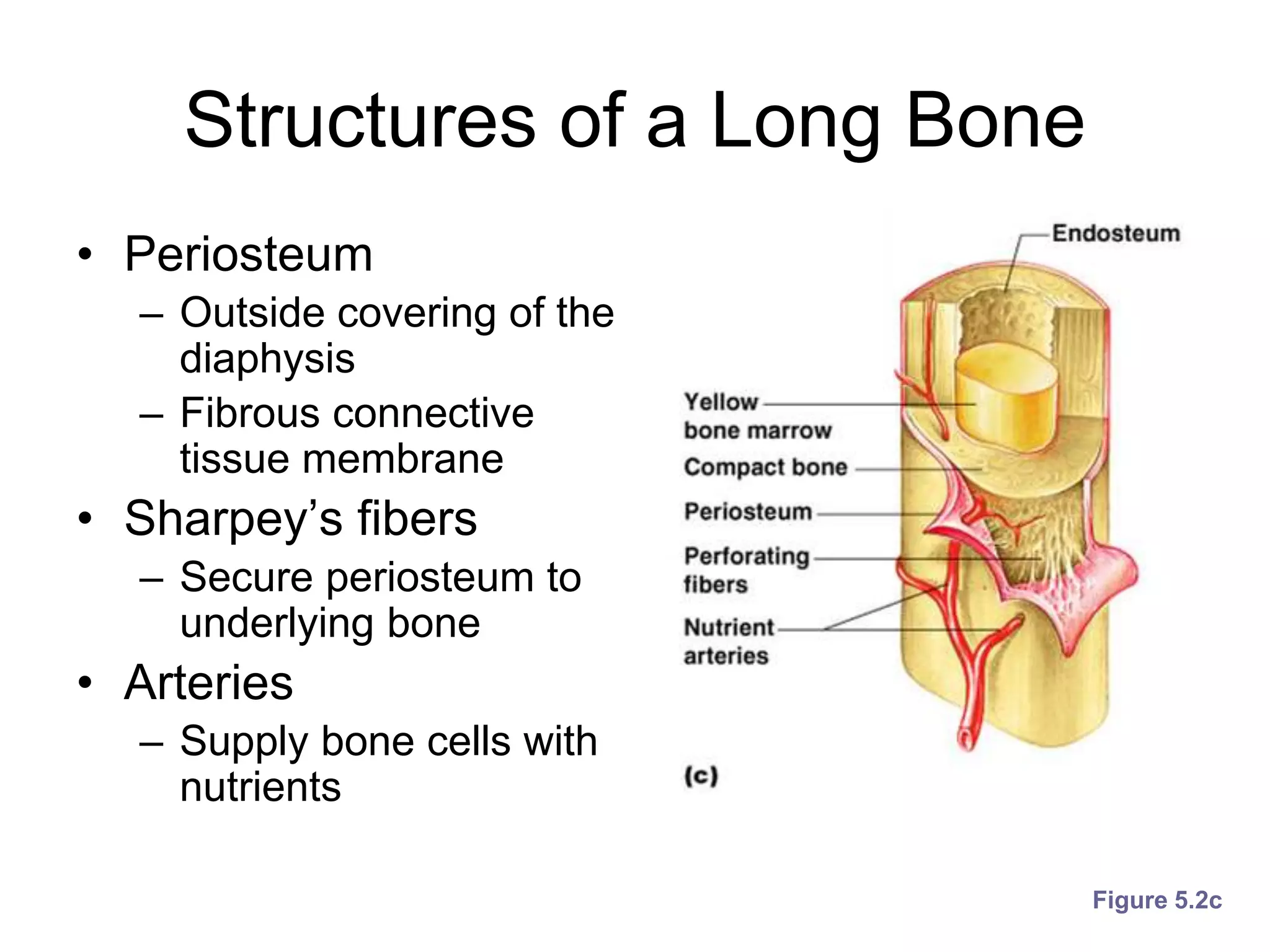 the skeletal muscles and function | PPTX