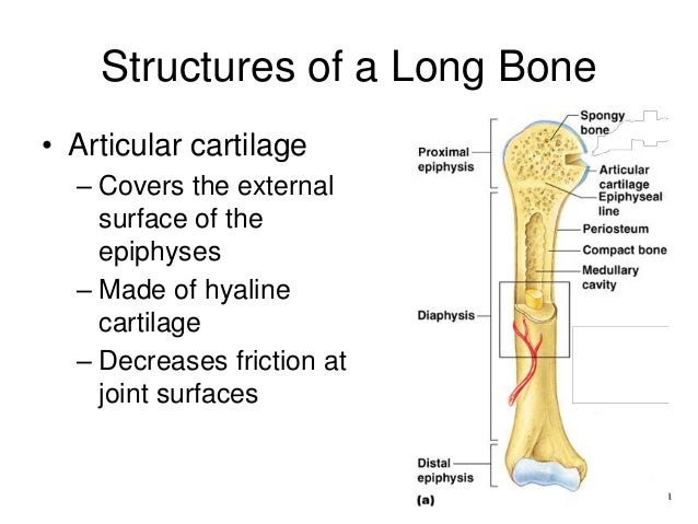 Function Of Articular Cartilage In Long Bone Slidesharetrick function-of-articular-cartilage-in-long-bone-slidesharetrick