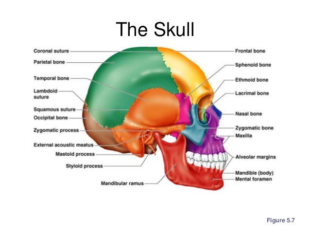 the skeletal muscles and function