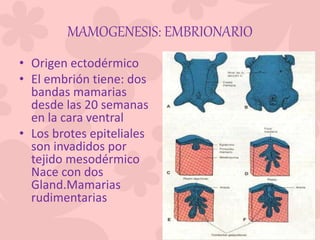 Anat. glandulas mamarias | PPT