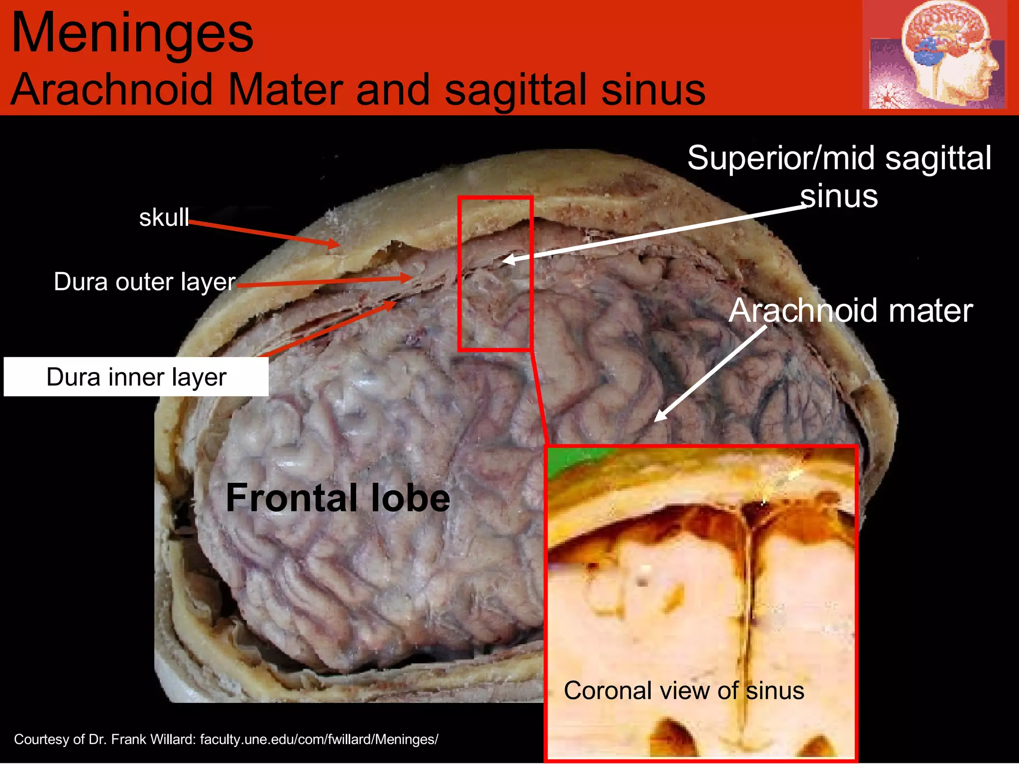 Anat 321 Lab3 | PPT