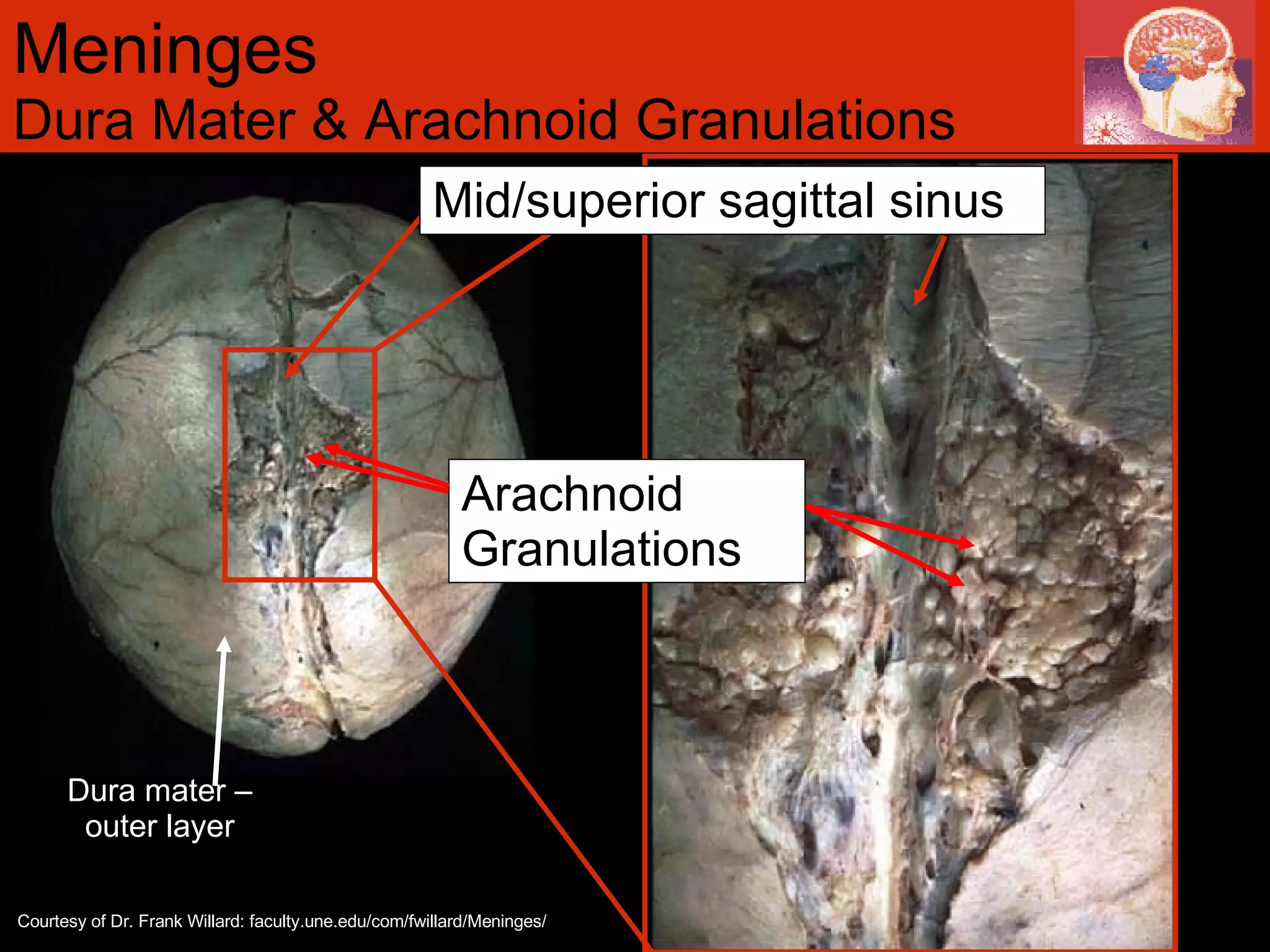 Anat 321 Lab3 | PPT