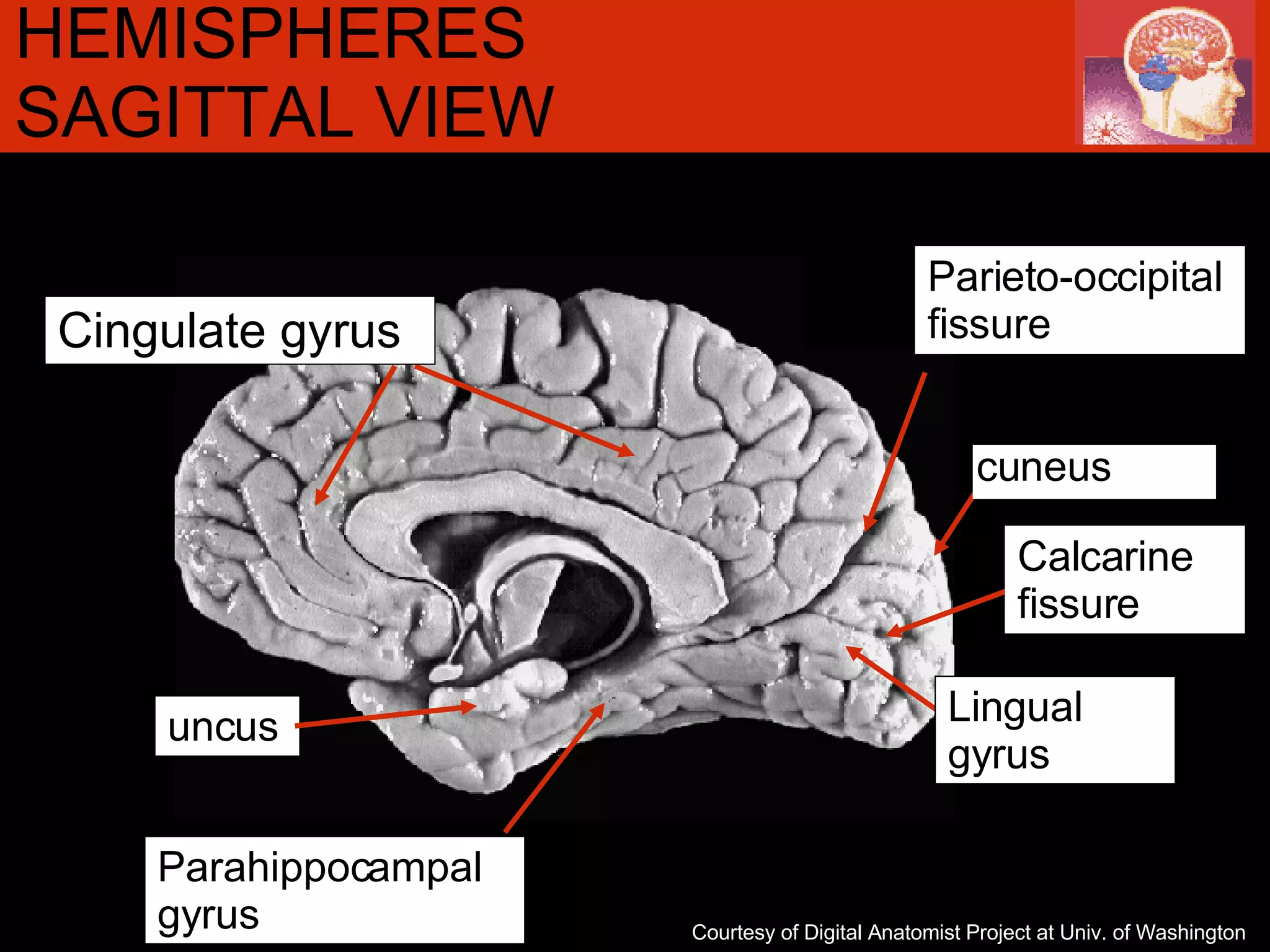 Anat 321 Lab3 | PPT