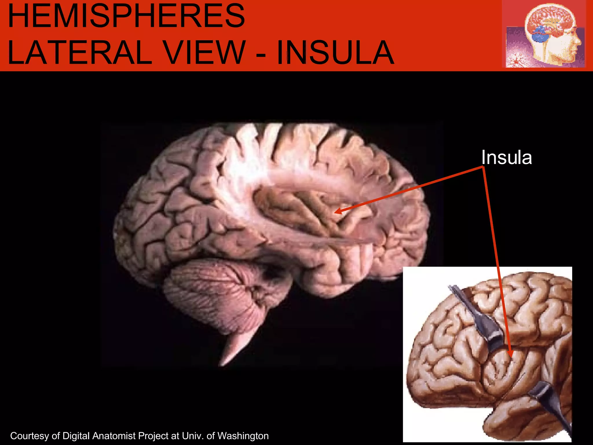 Anat 321 Lab3 | PPT