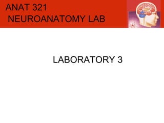Anat 321 Lab3 | PPT