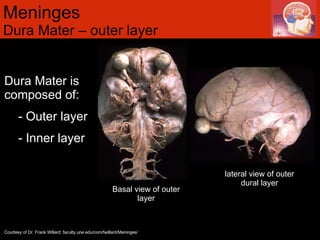 Anat 321 Lab3 | PPT
