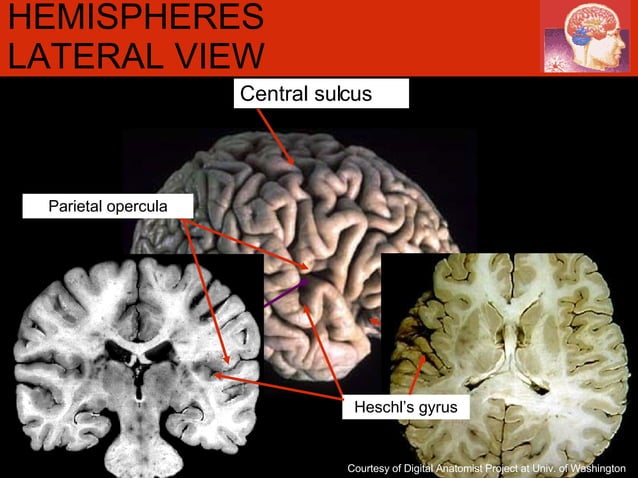 Anat 321 Lab3 | PPT