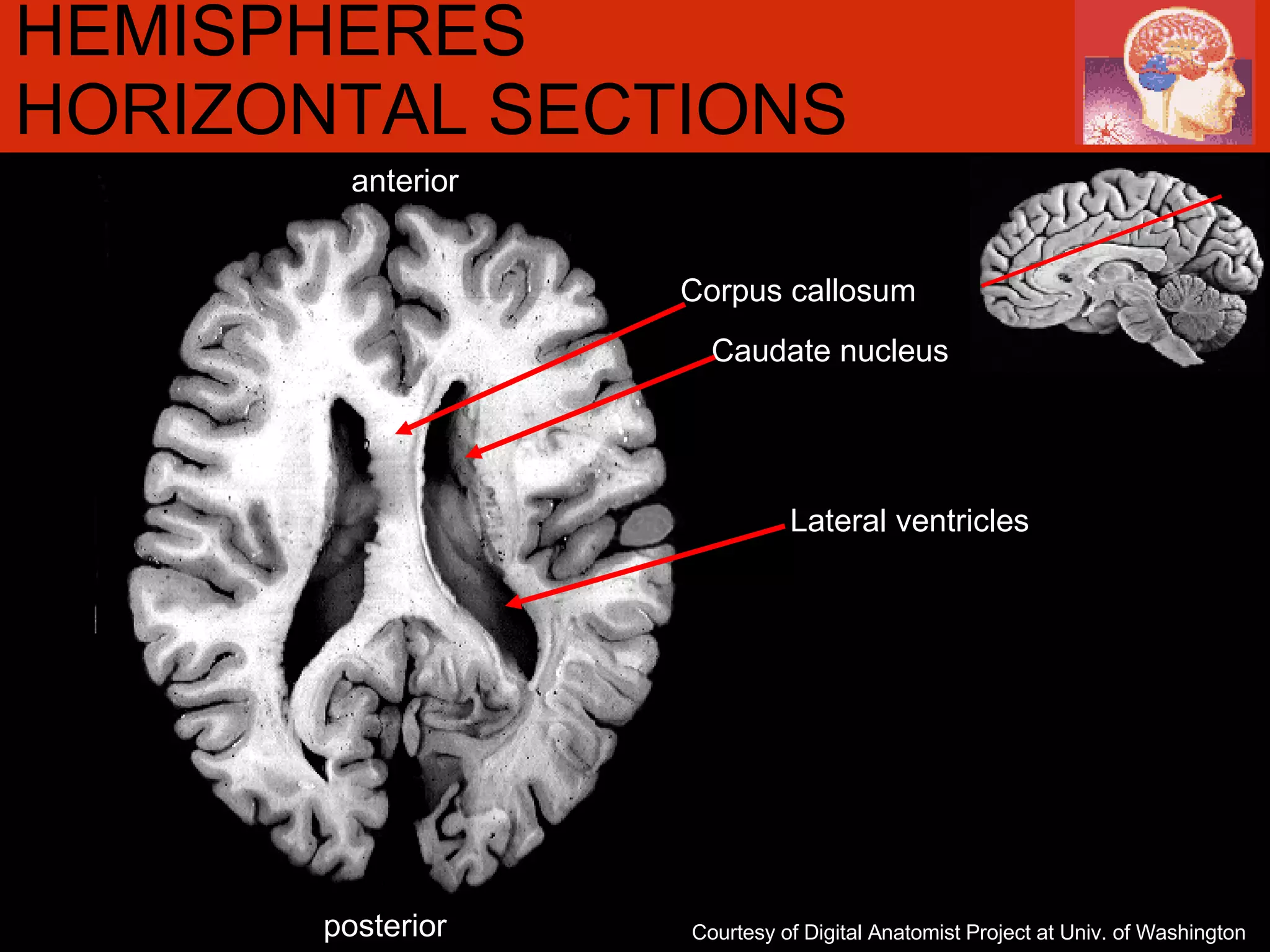 Anat 321 Lab4 | PPT