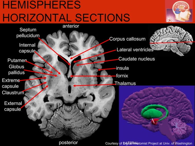Anat 321 Lab4 2009 | PPT