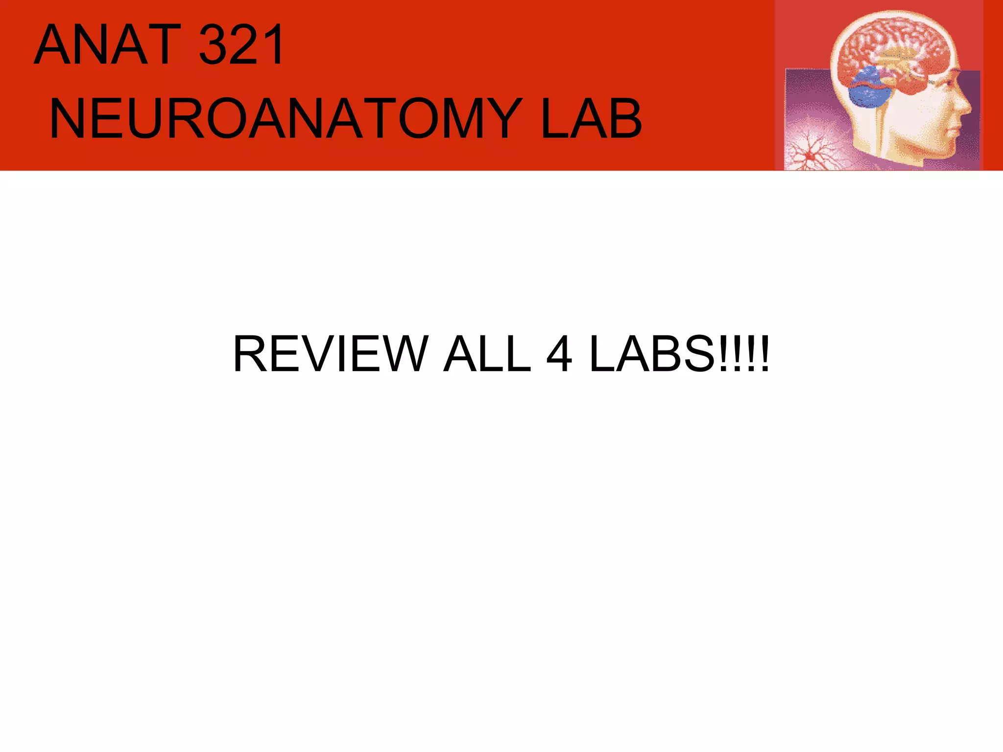 Anat 321 Rev1234 2009 | PPT