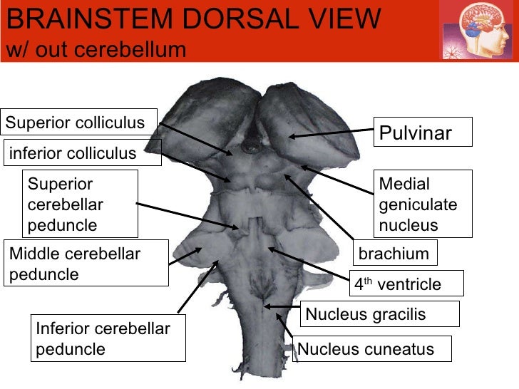 Anat 321 Rev1234 2009