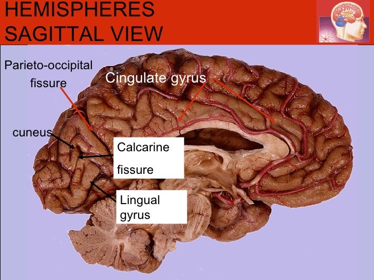 Anat 321 Rev1234 2009