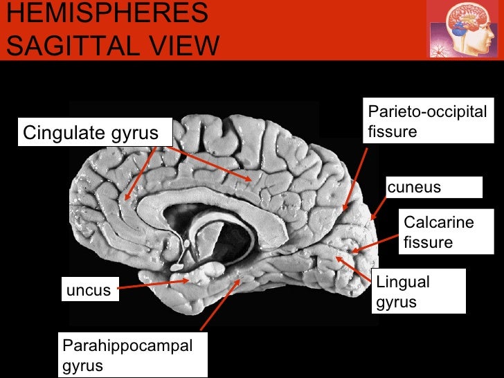 Anat 321 Rev1234 2009
