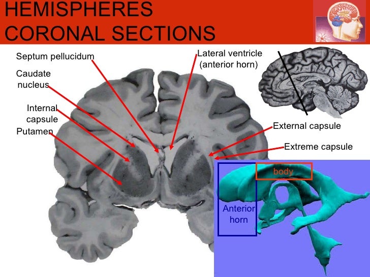 Anat 321 Rev1234 2009