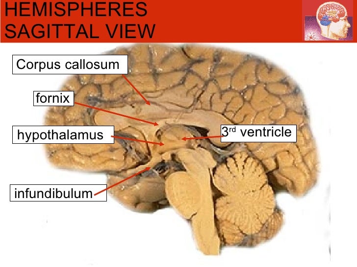 ANAT-321: demonstrator review lab 1 & 2