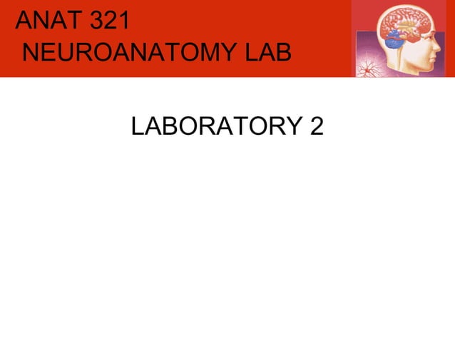 Anat 321 Lab2 | PPT
