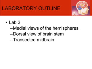 Anat 321 Lab2 | PPT