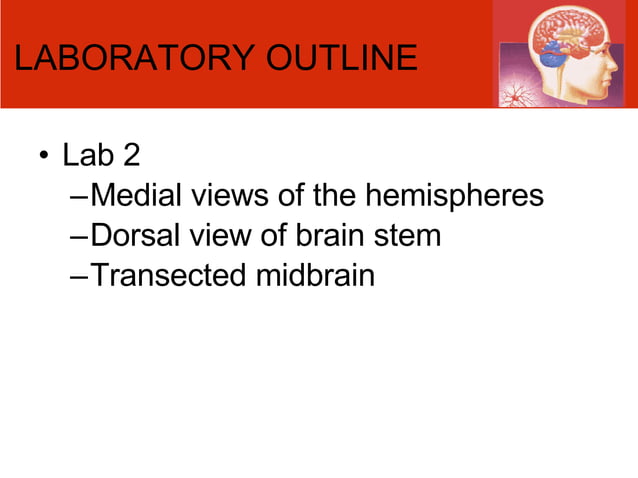 Anat 321 Lab2 | PPT
