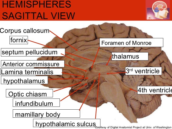 Lamina Terminalis Horizontal JaypeeDigital | EBook Reader